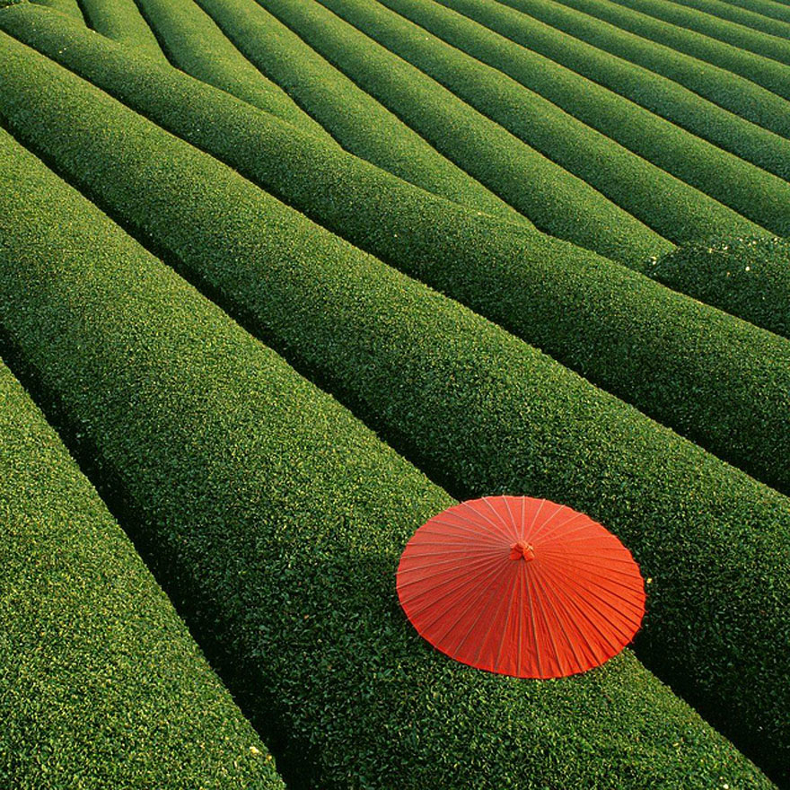 Fields of Tea, China | 20 Unbelievably beautiful places.