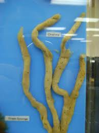biology world: CHALINA-PORIFERA