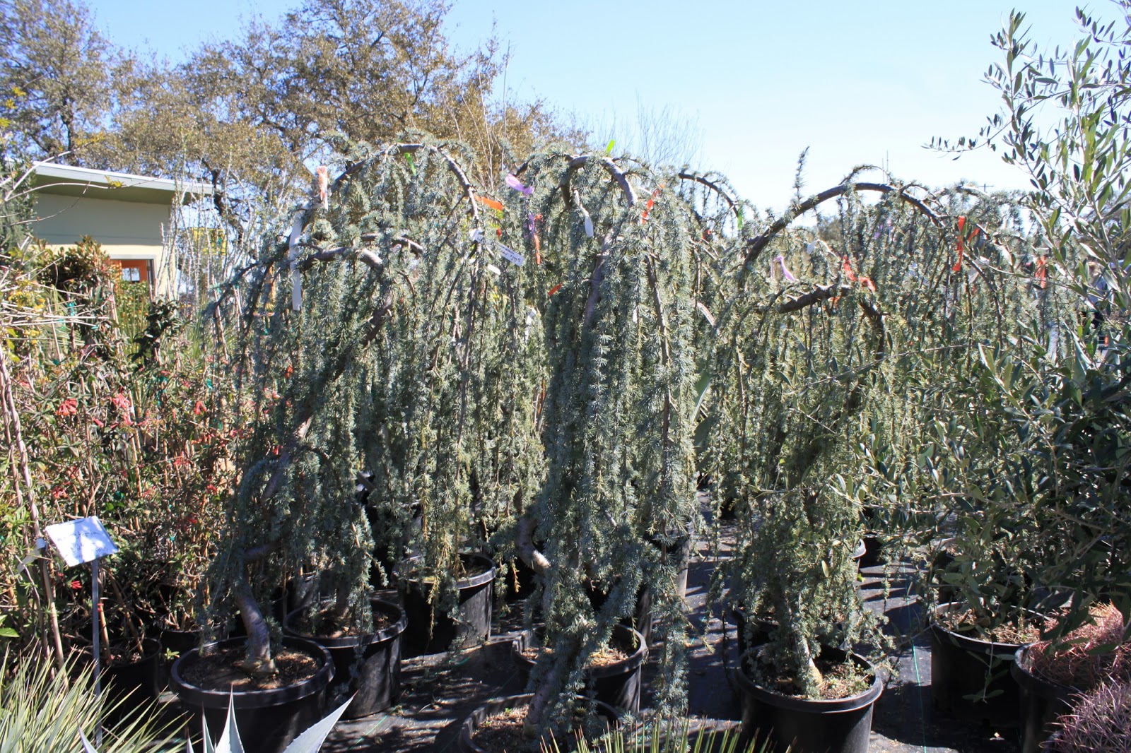 Rock-Oak-Deer: Visiting Vivero Growers