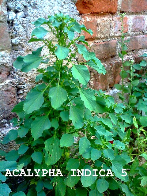 Indian Herbal Traditions "Re-visited": Gandhamardan hill range, Orissa ...