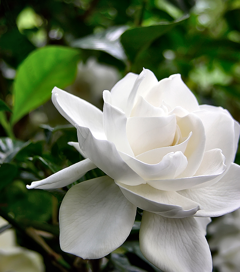 White Flowers - White roses, White pansies and More