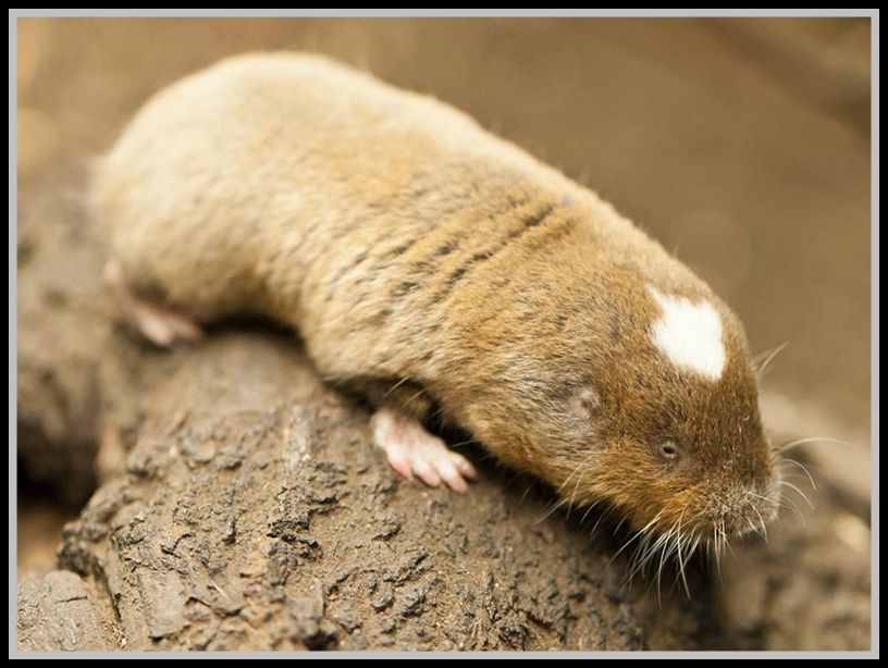 Beszamel i spółka bez ograniczeń: Rodzina Bathyergidae - kretoszczury ...
