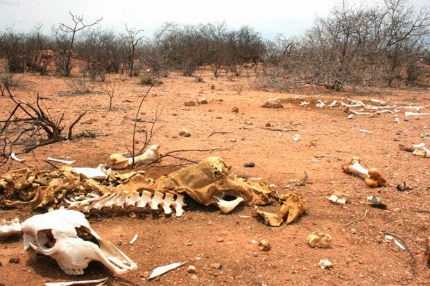Blog do Mardem: Seca no Nordeste: Quatro milhões de animais mortos e R ...