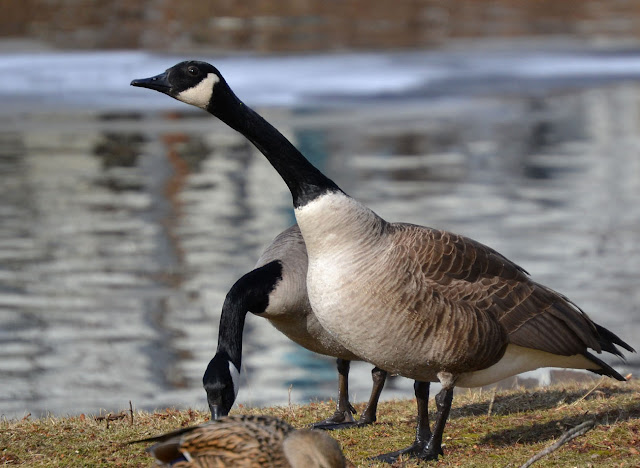 Woods Walks and Wildlife: February 2013