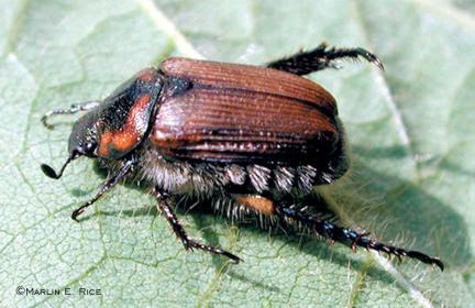 It's a bug's life: Lots of Japanese beetle look-alikes out there