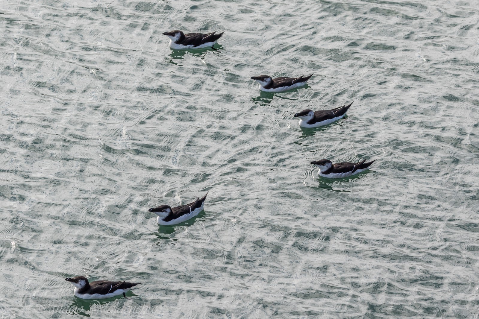 DocNatureBlog: El pingüino europeo. Alca Común (Alca torda). Alca Monxa.