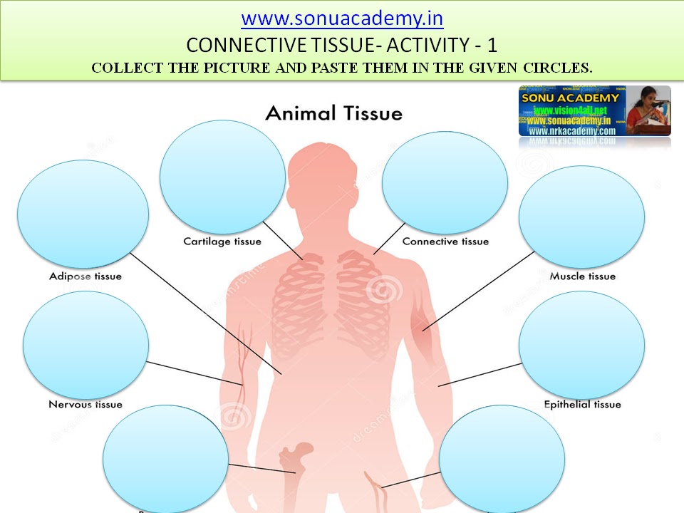 SONU ACADEMY: CONNECTIVE TISSUE-ACTIVITY(1)