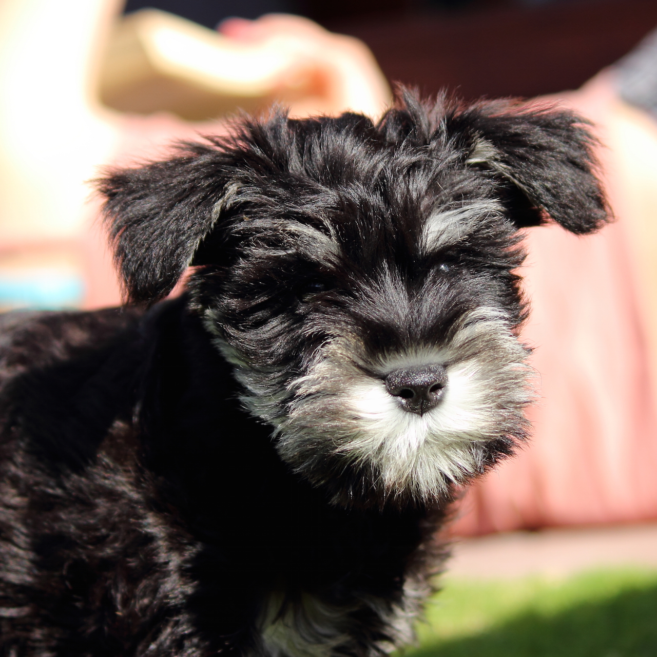 The Aussie Van's: Lily the Schnauzer...