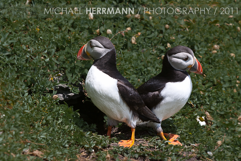 Landscape Photography in Kerry, Ireland: Skellig Birds, part one.