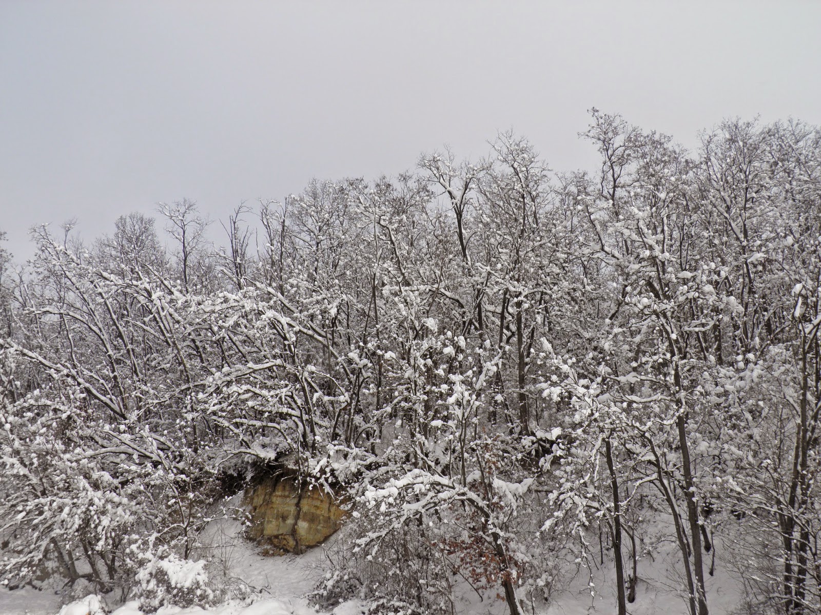 PASARI DIN ROMANIA: ULIU PORUMBAR (ULIUL GAINILOR), Accipiter gentilis