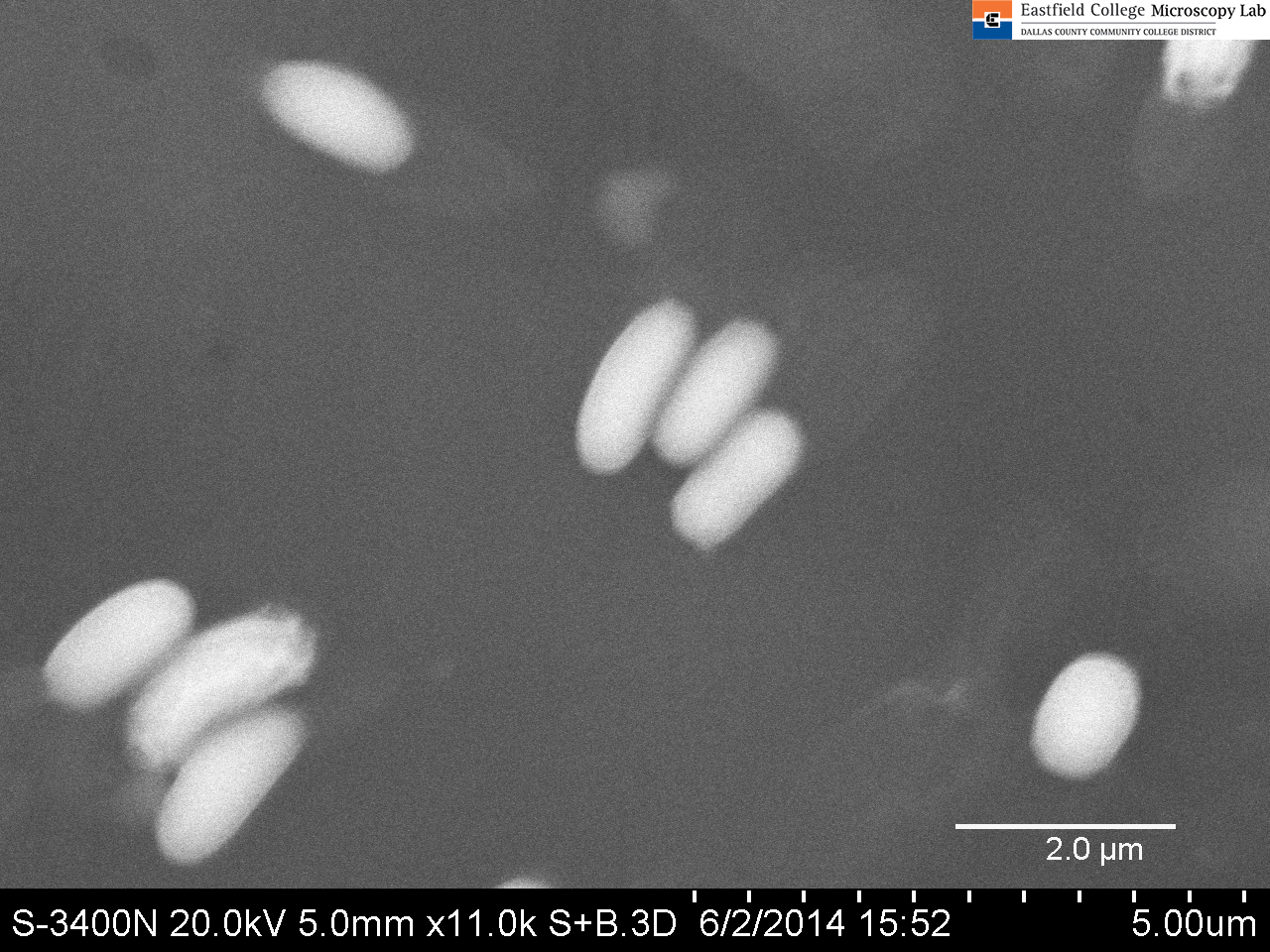 Scanning Electron Microscope Blog: Imaging Bacteria in the Scanning ...