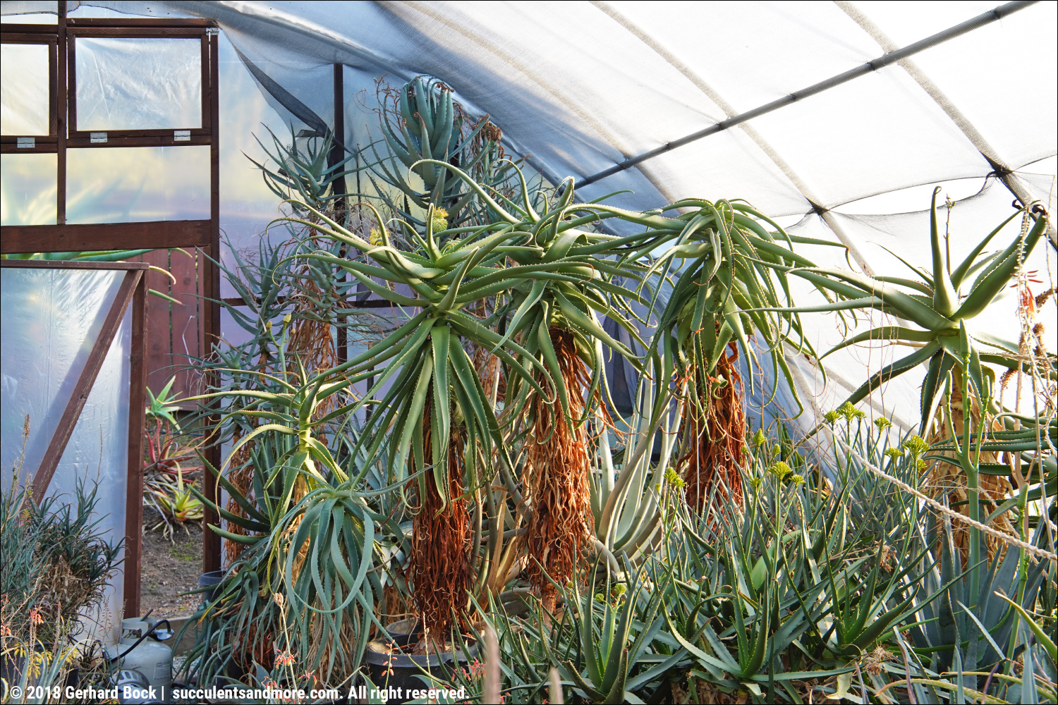 John Miller's Oakland aloe garden (Institute for Aloe Studies)