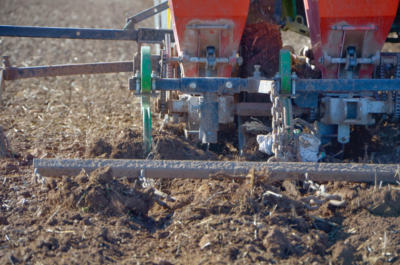 Garlic: Mechanical planter