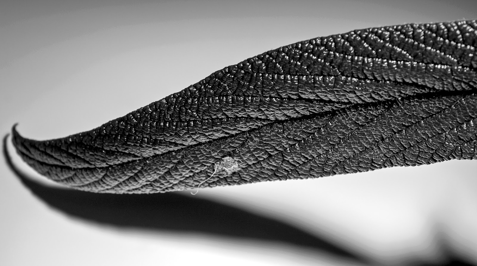 blow-up: Tone and Light - Extended Diploma in Photography Year 1