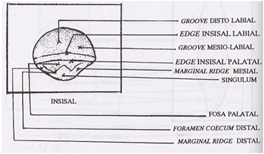 Makalah Perbedaan Anatomi Gigi Incisivus Pertama Rahang Atas dan Rahang ...
