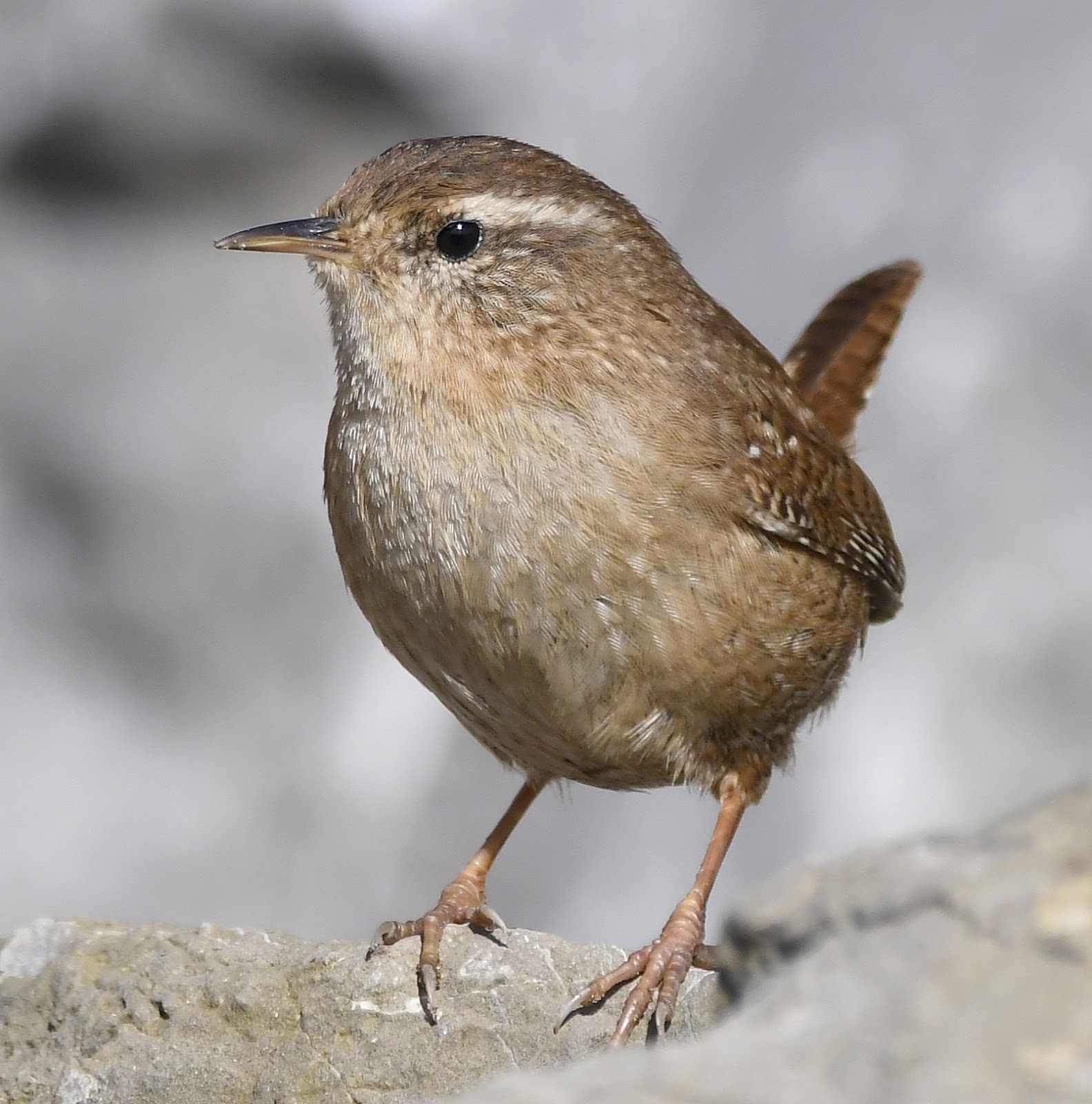 Carl Bovis Nature Photography: Little Jenny Wren, more Black Redstart ...