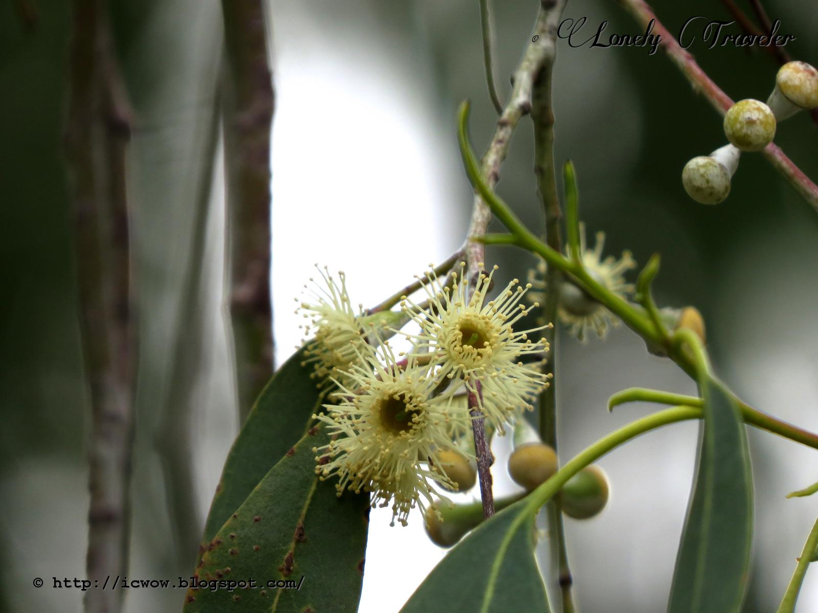 Eucalyptus flower - Corymbia citriodora
