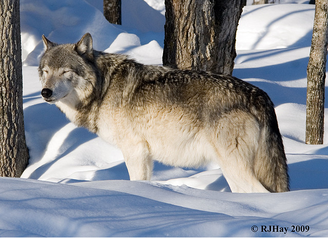 White Wolf : Climate change insight gleaned from Yellowstone wolves
