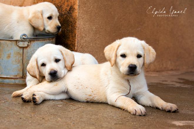 Λαμπραντόρ Ριτρίβερ