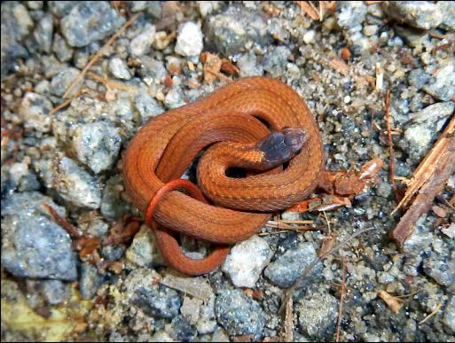 Super Mini Snakes Are My Kinda Reptiles! | Featured Creature