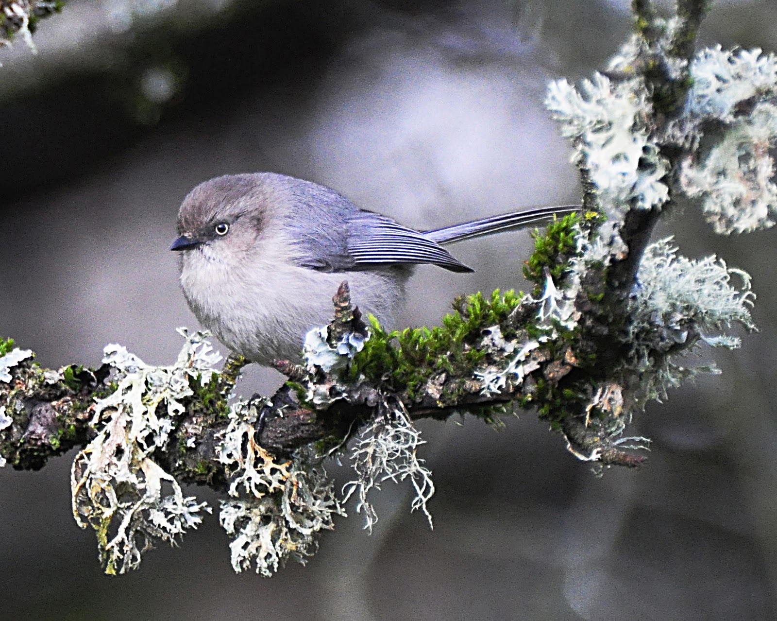 Oregon Backyard Birds, etc.: Bushtit