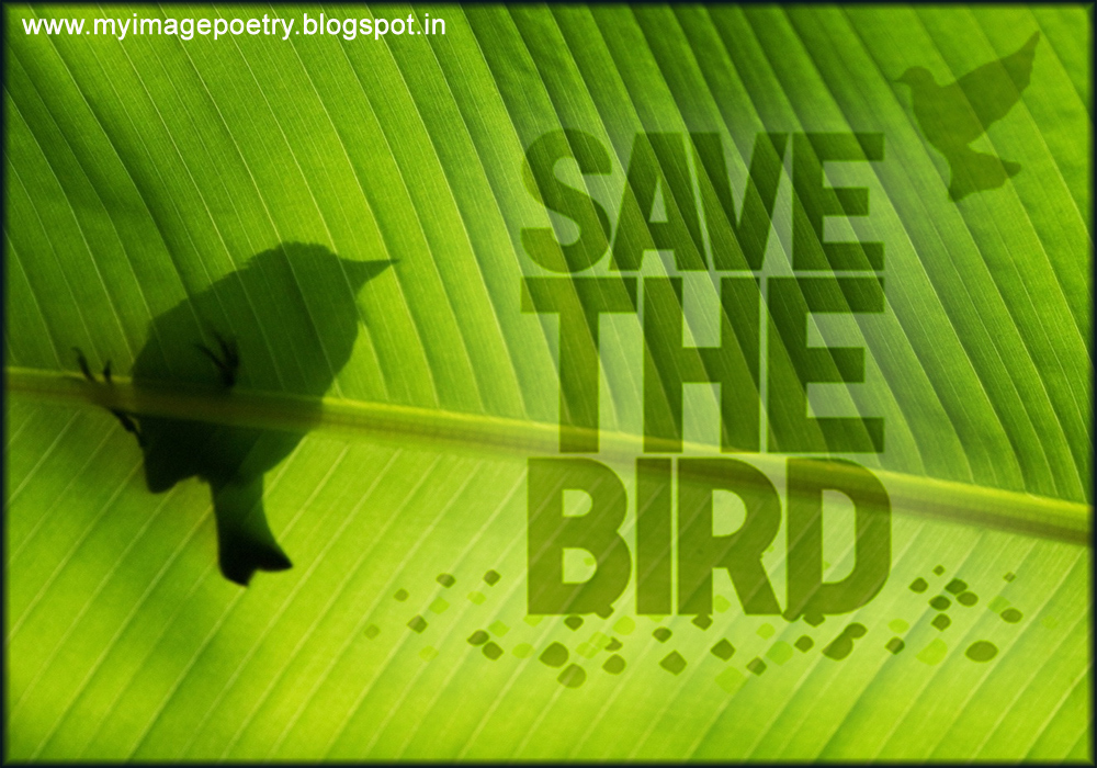 Image Poetry: Save The Bird Poster