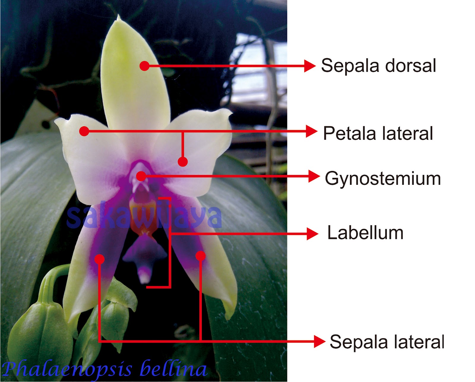 anggrek KITA: Why Orchidaceae