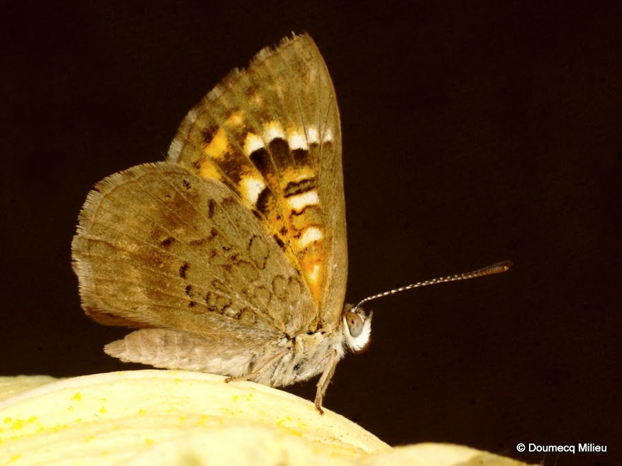 Mis Mariposas: Familia Riodinidae