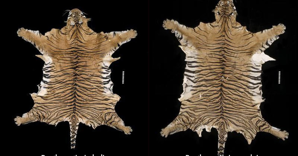 Abe's Animals: Pictures of differences between pelt skins of Bali ...