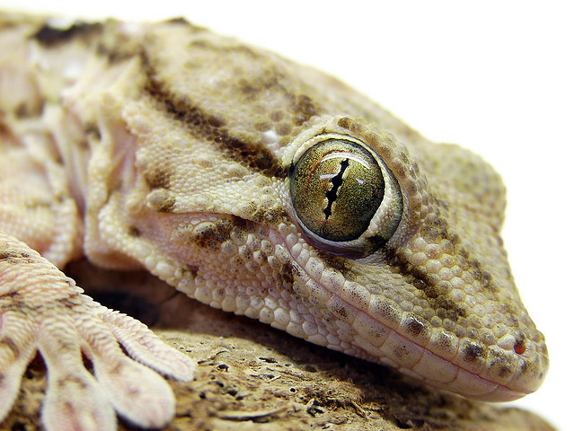 The Amazing Gecko: 20 Interesting Facts about the World’s Most Species ...