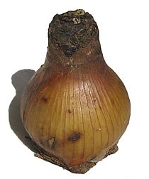 Fênix Plantas e Jardins: Bulbos - O que são?