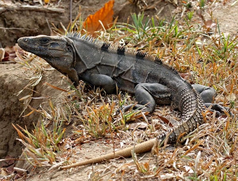 Iguana rayada (Ctenosaura similis)