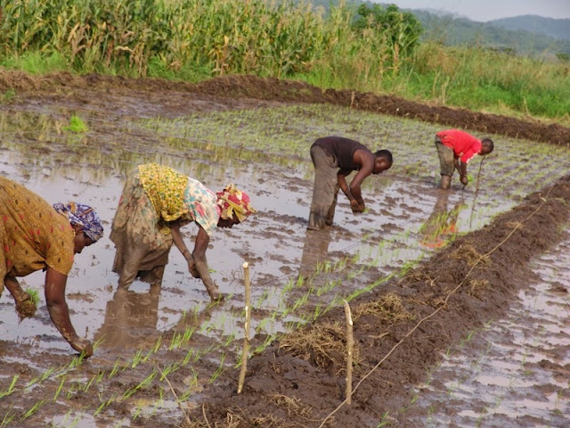 UFAHAMU MFUMO WA KILIMO SHADIDI - KILIMO BORA