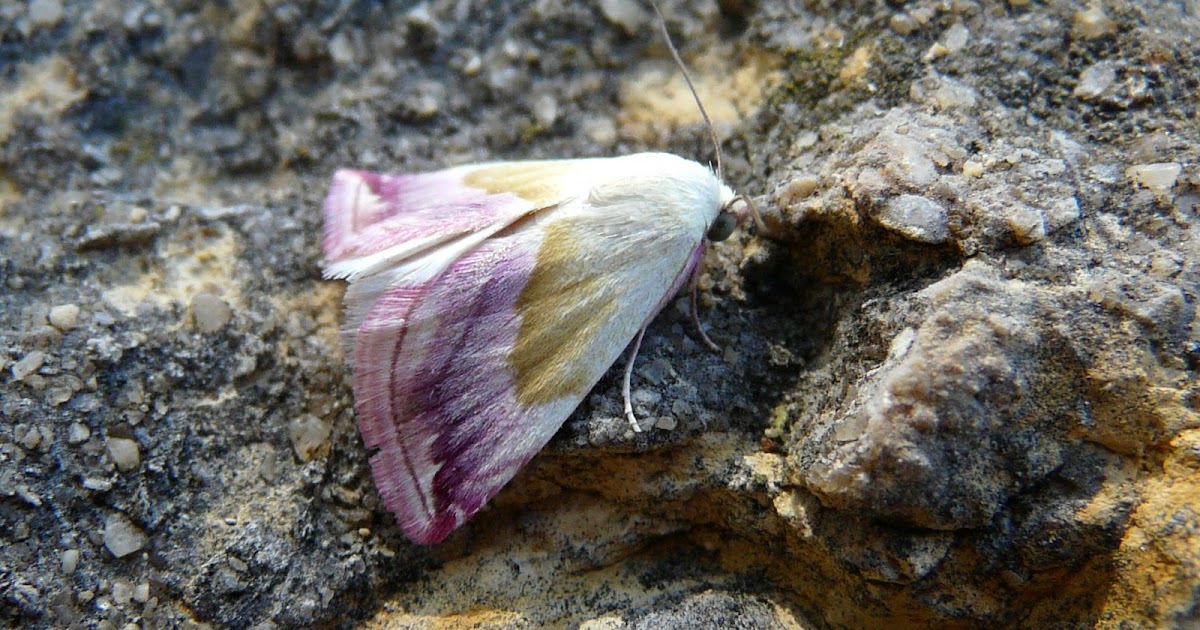 birdingexmouth: French Moths
