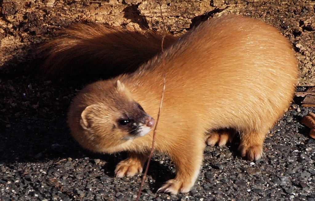 Exposed: Norek sibiřský