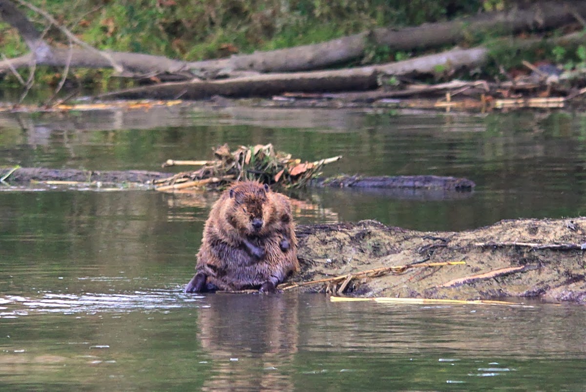 Gary's Outdoor Wanderings2: MORE UNUSUAL BEAVER PICS