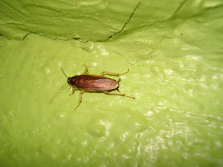 Canguçu em cores II: Barata voadora - Periplaneta americana