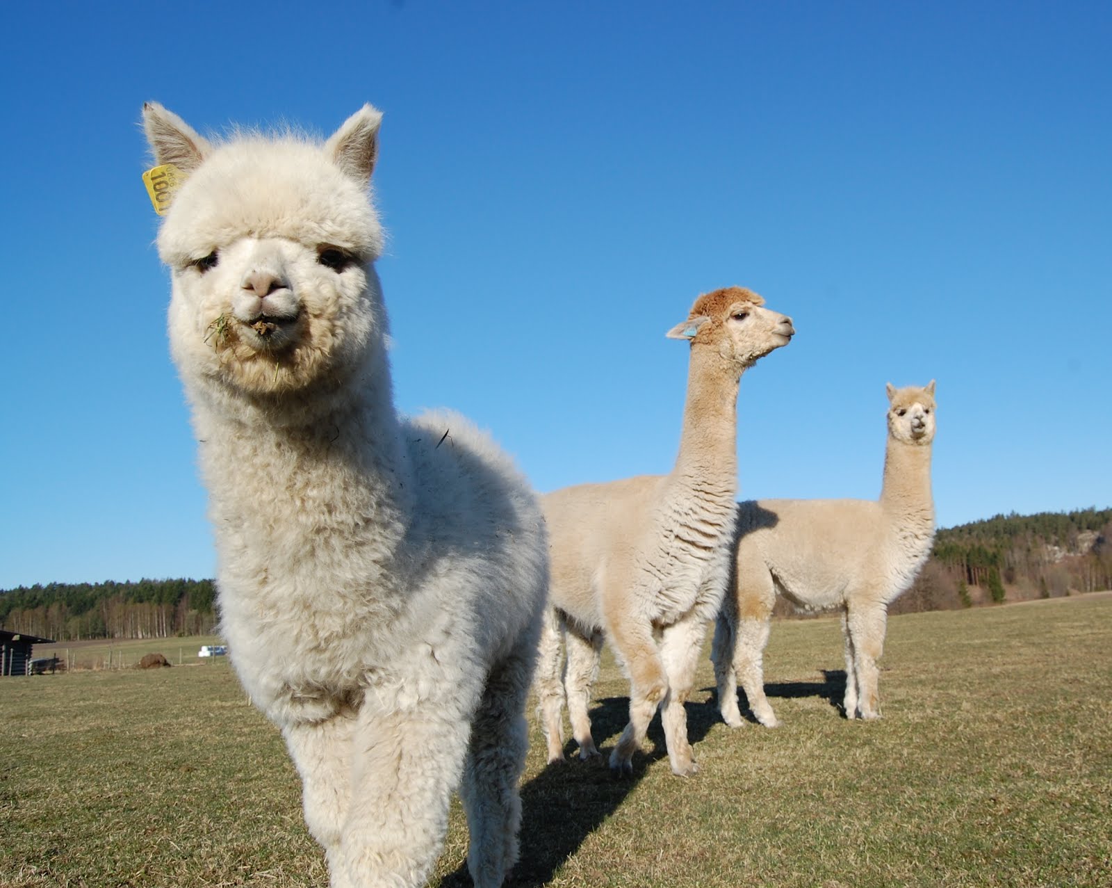 Kriblende fingre: Alpakka, alpakka, alpakka..