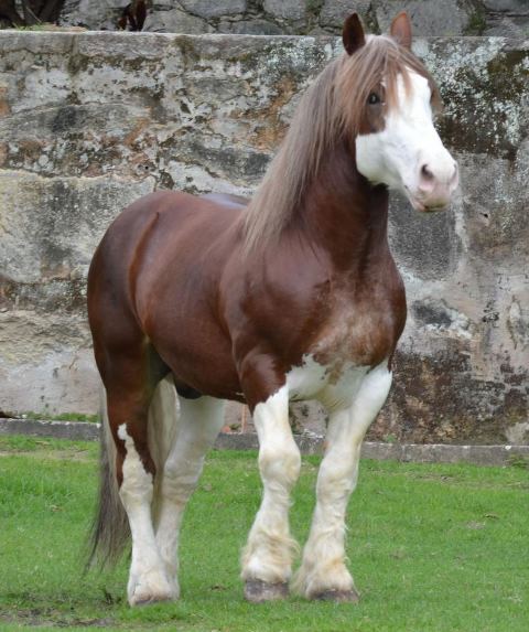 Cavalos Exóticos / Exotic Horses: Bretão (Breton)