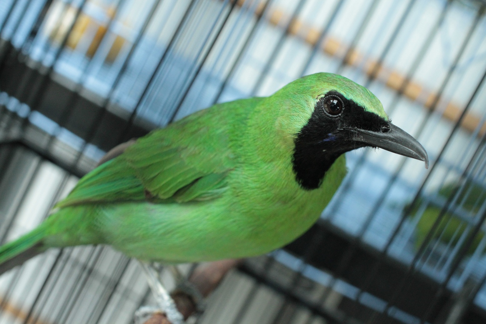 Mengenali Tipe Cucak Ijo Terbaik Dan Harga Pasarannya - Berita Masyarakat