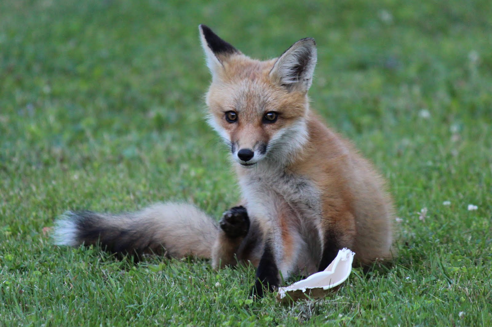 Rural Ramblings with Ruta: More fox photos and fox facts...