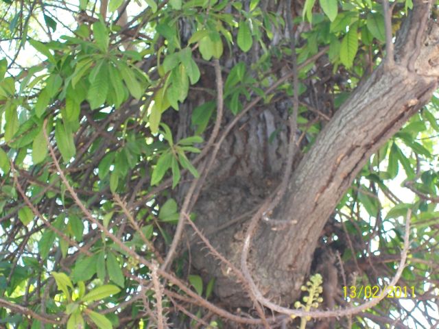 Prakruti -Mother Nature: Nagalingam -Nag-Champe Tree and Flowers