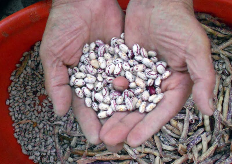 actimon: ΤΑ ΚΟΚΚΙΝΑ ΦΑΣΟΛΙΑ ΤΩΝ ΑΓΡΑΦΩΝ