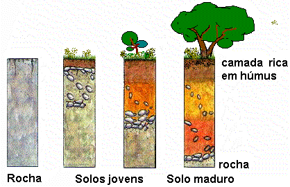 Geo - Conceição : TIPOS DE SOLOS DO BRASIL.