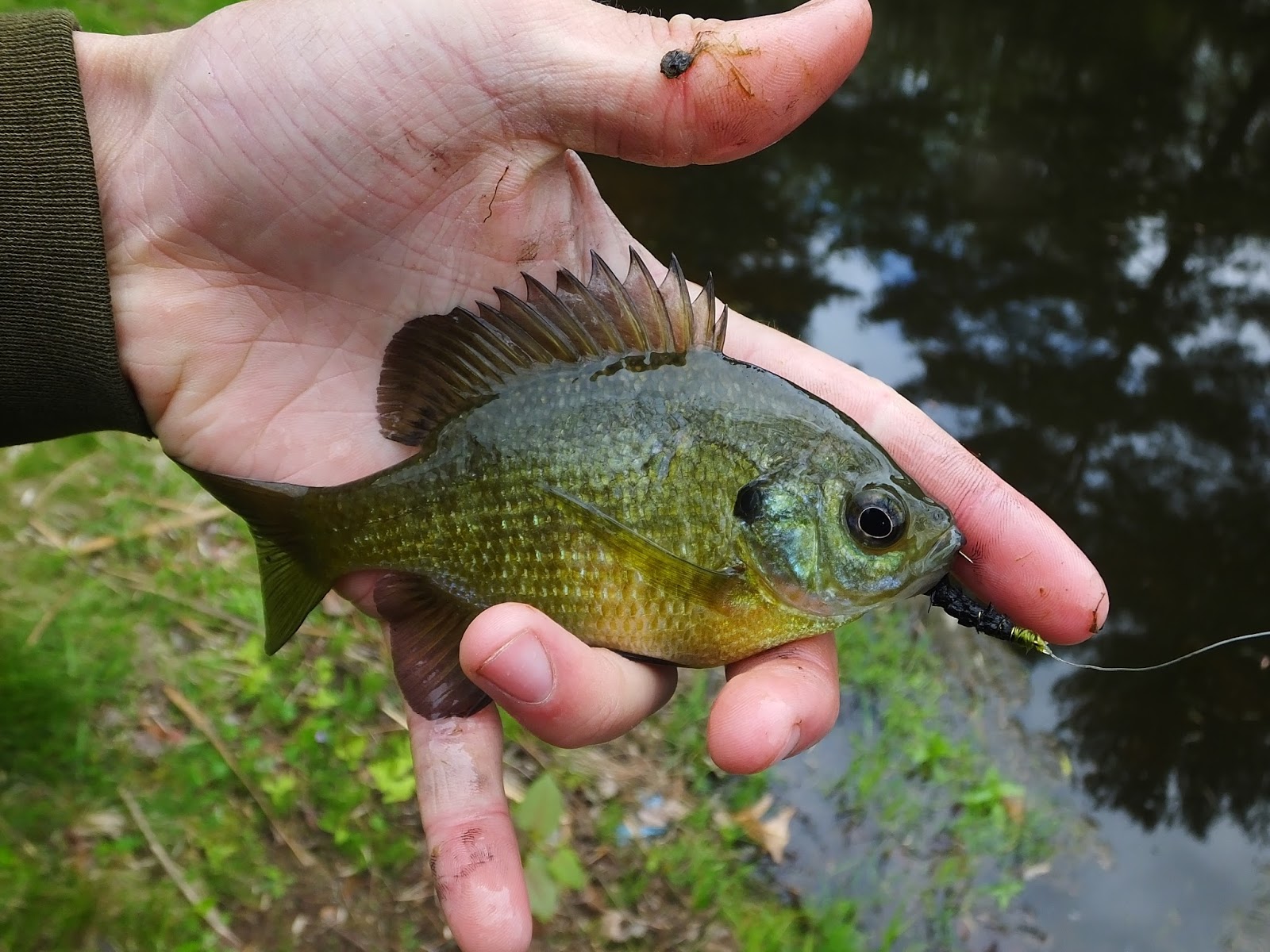 Connecticut Fly Angler: Identifying CT's Sunfishes