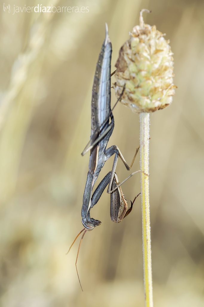 Bichos y plantas de León: Mantis religiosa