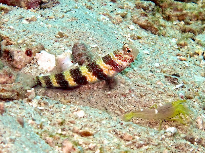 Manado & Bunaken Island Life: Wheeler's Watchman Goby (Amblyeleotris ...