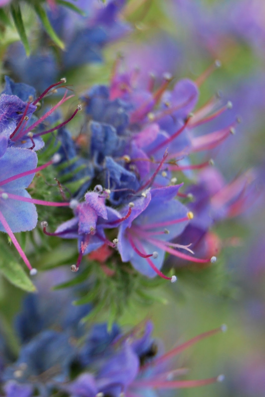 Lilac Gate: Viper's Bugloss