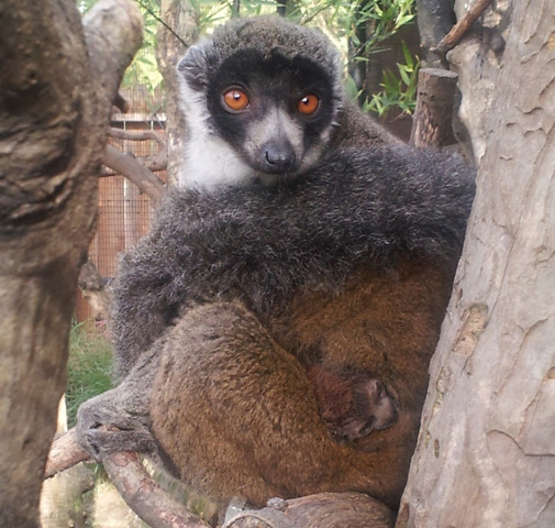 Primates - Mongoose Lemur - The ZT2 Round Table