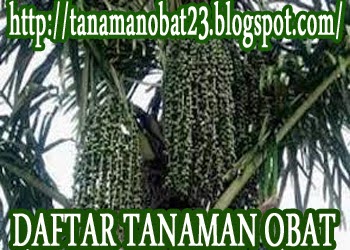 Tanaman Obat Enau (Arenga pinnata, Merr.)
